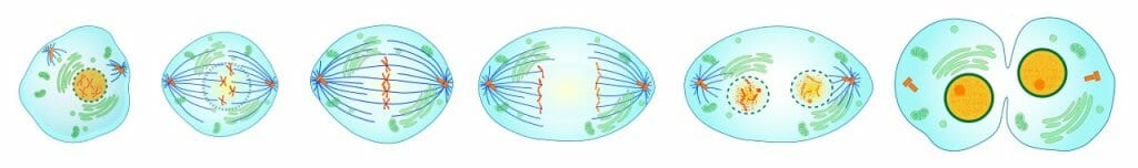Difference Between Binary Fission and Mitosis | Biology Dictionary Difference Between Binary Fission and Mitosis | Biology Dictionary