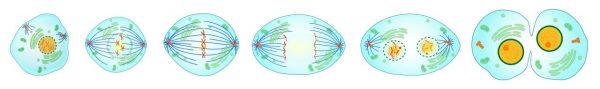 Difference Between Binary Fission and Mitosis | Biology Dictionary