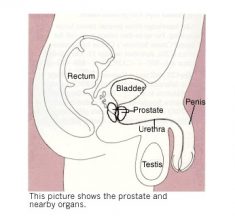 Prostate Gland - Definition, Function and Location | Biology Dictionary