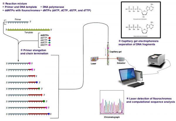 DNA Sequencing - Definition, Methods & Examples | Biology Dictionary