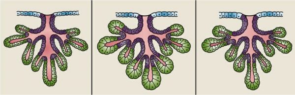 Gland - Definition, Types, Examples and Quiz | Biology Dictionary