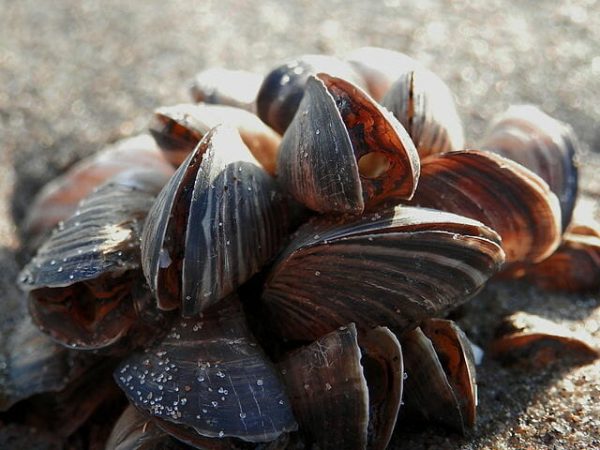Seashell - Formation, Type and Quiz | Biology Dictionary