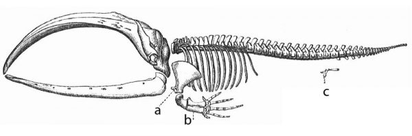 Common Descent - Definition, Theory, Examples, Quiz | Biology Dictionary