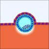 Embryo - Definition, Development, Stages and Quiz | Biology Dictionary