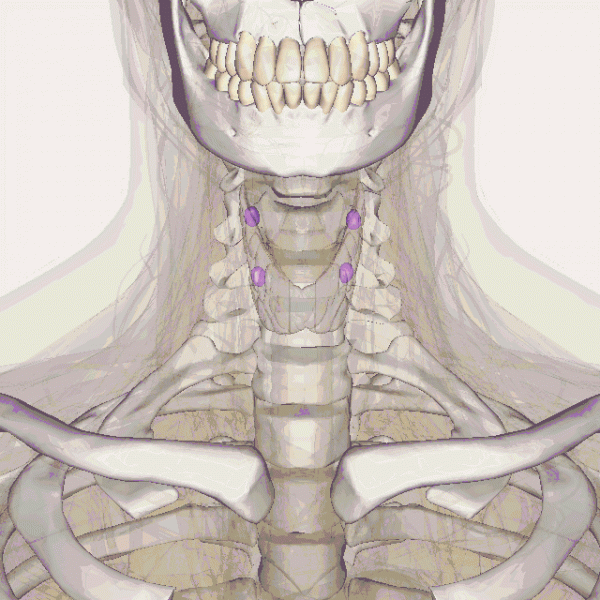 Parathyroid Gland - Definition, Function & Location | Biology Dictionary