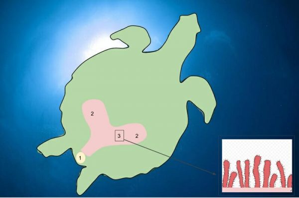 Cloaca - Definition, Function and Quiz | Biology Dictionary