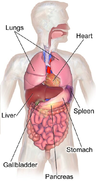 Abdomen Anatomy Definition Function Muscles Biology Dictionary