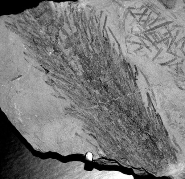 Leaf - Definition, Function and Types | Biology Dictionary