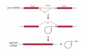 Intron - Definition, Function and Structure | Biology Dictionary