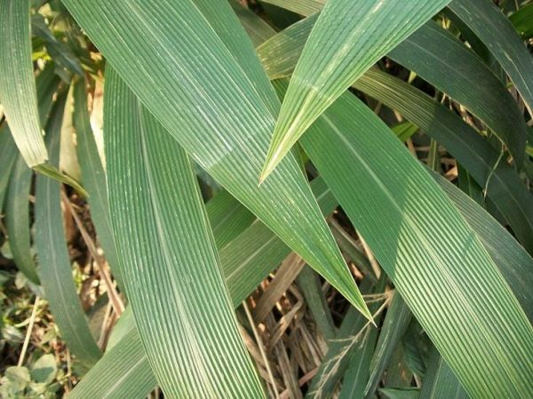 Leaf - Definition, Function and Types | Biology Dictionary