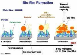 Biofilm - Definition, Function and Structure | Biology Dictionary