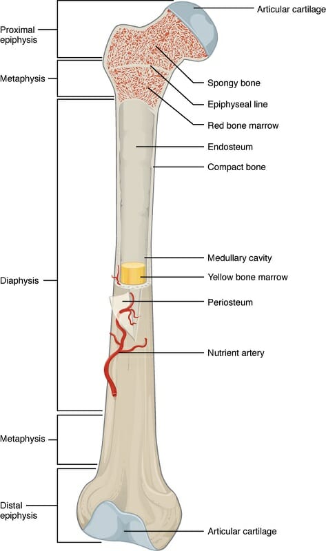 Skeleton Human Anatomy Overview Function And Structure Biology Skeleton Human Anatomy Overview Function And Structure Biology
