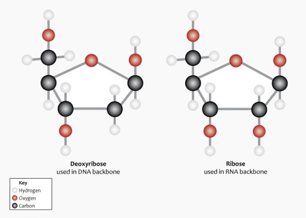 Nucleic Acid Types and Structure | Biology Dictionary