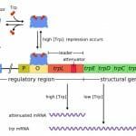 Transcription Factor - Definition, Function & Quiz | Biology Dictionary