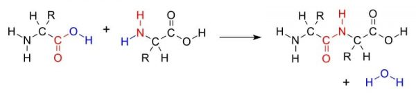 Condensation Reaction | Biology Dictionary