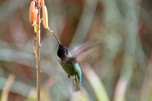 Coevolution - Definition and Examples | Biology Dictionary