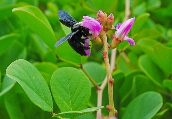 Coevolution - Definition and Examples | Biology Dictionary