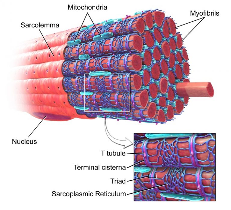 Muscle Cell (Myocyte): Definition, Function & Structure | Biology