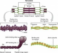 Muscle Cell (Myocyte): Definition, Function & Structure | Biology