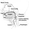 Pharynx - Definition, Function, Location and Parts | Biology Dictionary