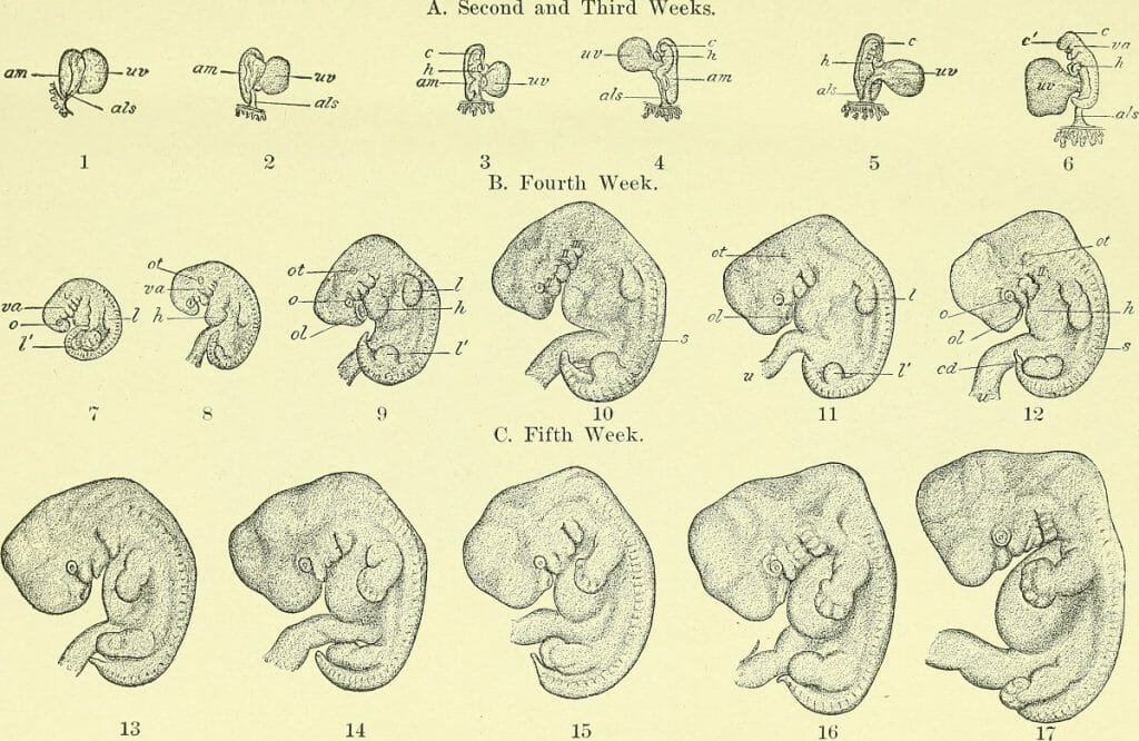 Embryology - Definition, History and Careers | Biology Dictionary