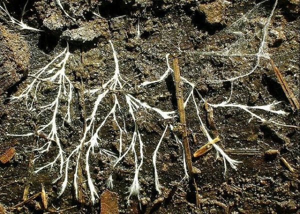 Hyphae Definition Function And Structure Biology Dictionary