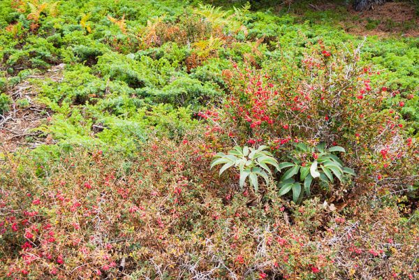 Shrub - Definition and Types | Biology Dictionary