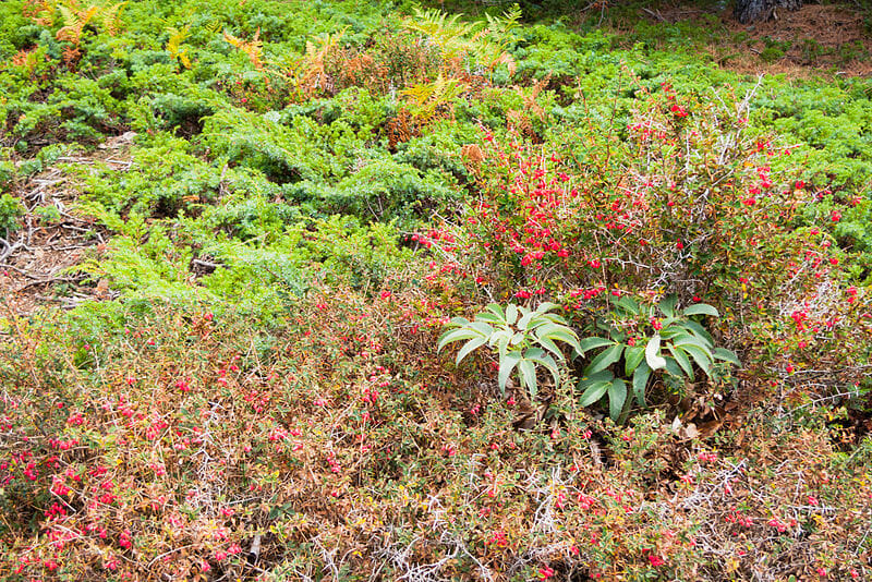 Shrub Definition And Types Biology Dictionary