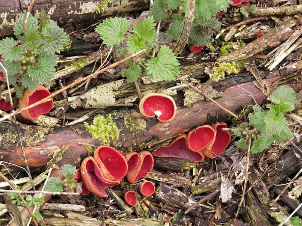 Endophytic Fungi | Biology Dictionary