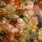 Bipedal Animals | Biology Dictionary