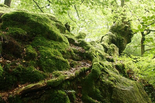 Bryophyte - Definition, Characteristics, Life Cycle and Examples