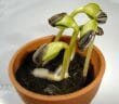 Germination - Definition, Process and Temperature | Biology Dictionary