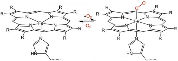 Heme - Definition, Structure and Function | Biology Dictionary