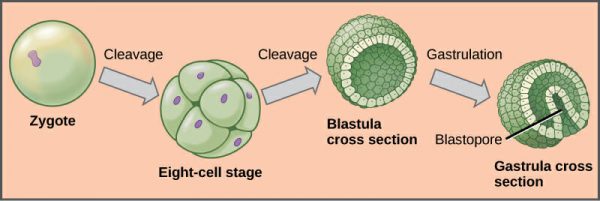 Gastrulation in Frog Embryo, Chick Embryo and Sea Urchin | Biology Dictionary