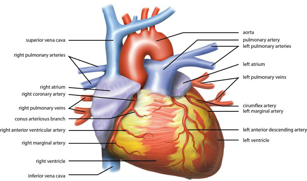 How Does The Circulatory System Maintain Homeostasis Biology Dictionary How Does The Circulatory System Maintain Homeostasis Biology Dictionary