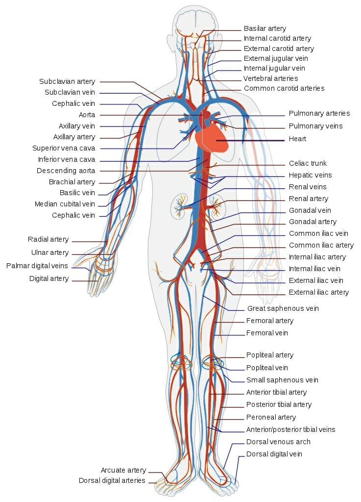 How Does The Circulatory System Maintain Homeostasis Biology Dictionary