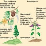 Monocot vs. Dicot | Biology Dictionary
