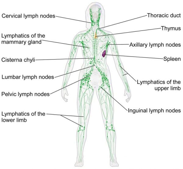 How Does the Circulatory System Maintain Homeostasis | Biology Dictionary
