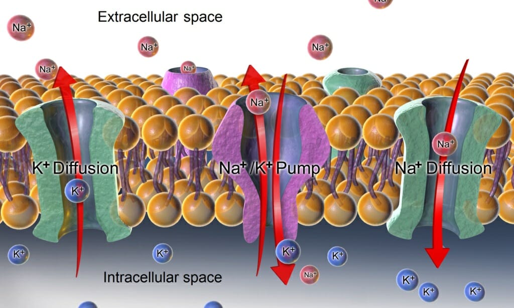 How Do Cells Maintain Homeostasis Biology Dictionary How Do Cells Maintain Homeostasis Biology Dictionary