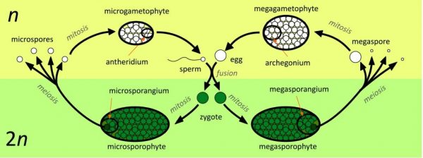 Alternation of Generations (Plant): Definition, Life Cycle | Biology ...