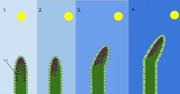 Auxin (Plant): Definition, Function and Structure | Biology Dictionary