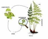 Alternation of Generations (Plant): Definition, Life Cycle | Biology ...