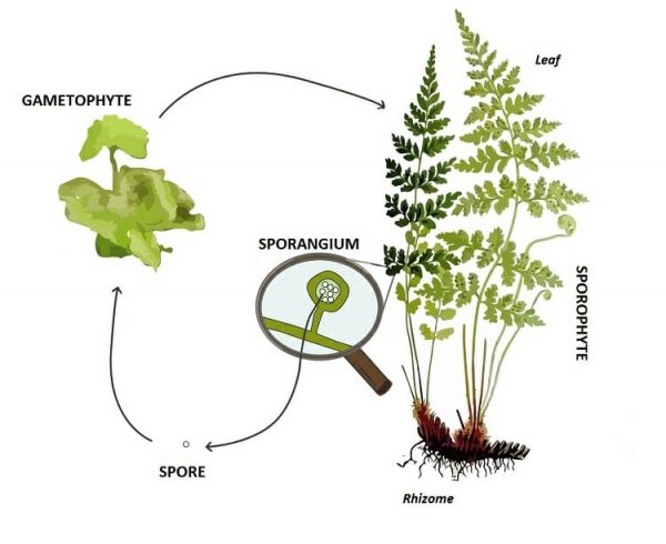 Alternation of Generations (Plant): Definition, Life Cycle | Biology ...
