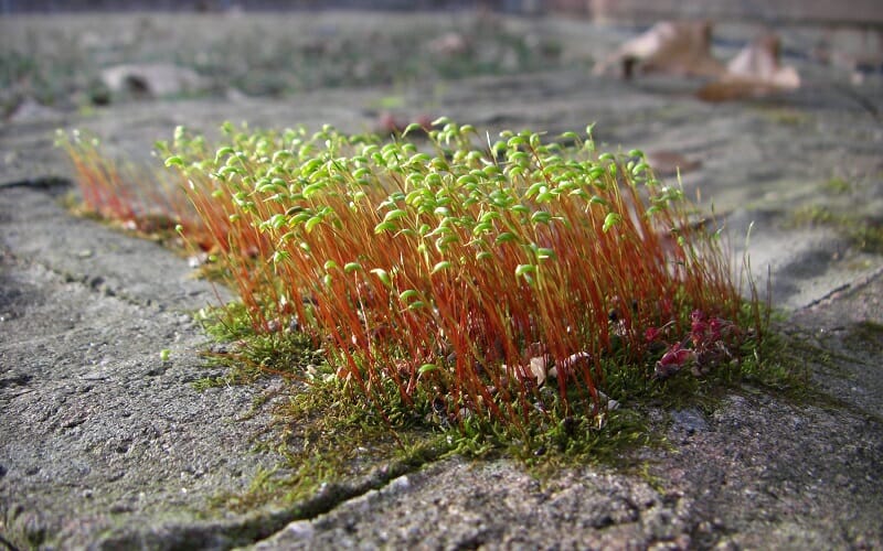 Moss Definition Examples Types And Life Cycle Biology Dictionary