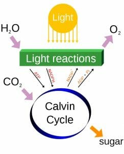 Cellular Respiration and Photosynthesis | Biology Dictionary