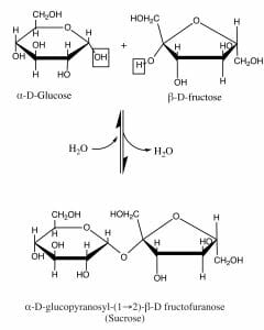 Sucrose - Definition, Structure, Uses | Biology Dictionary