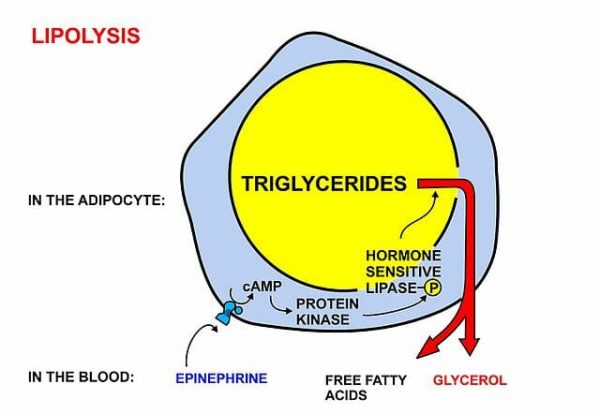 Lipolysis - Definition, Mechanism and Process | Biology Dictionary