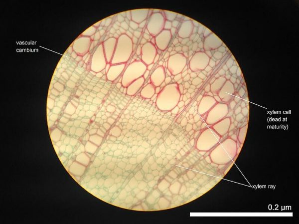 Lateral Meristem | Biology Dictionary