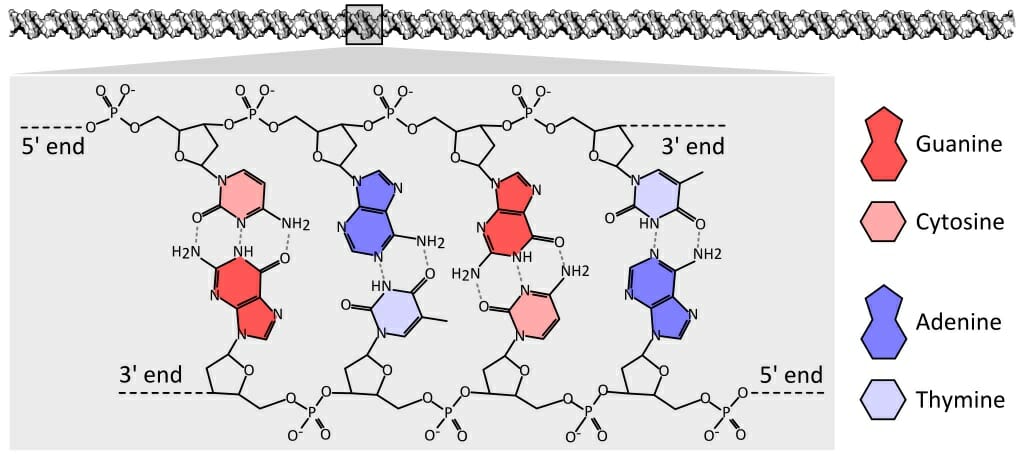 Nitrogenous Base - Definition, Explanation, Quiz | Biology Dictionary