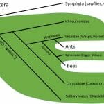 Cladogram - Definition and Examples | Biology Dictionary